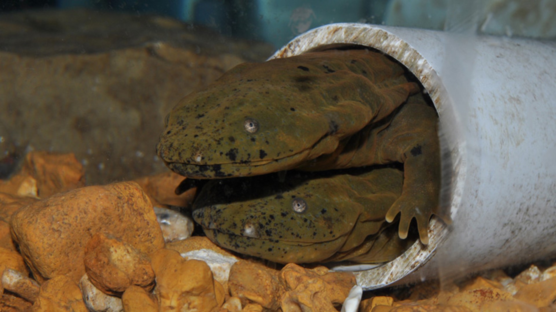Hellbenders released into Ozark rivers | ksdk.com