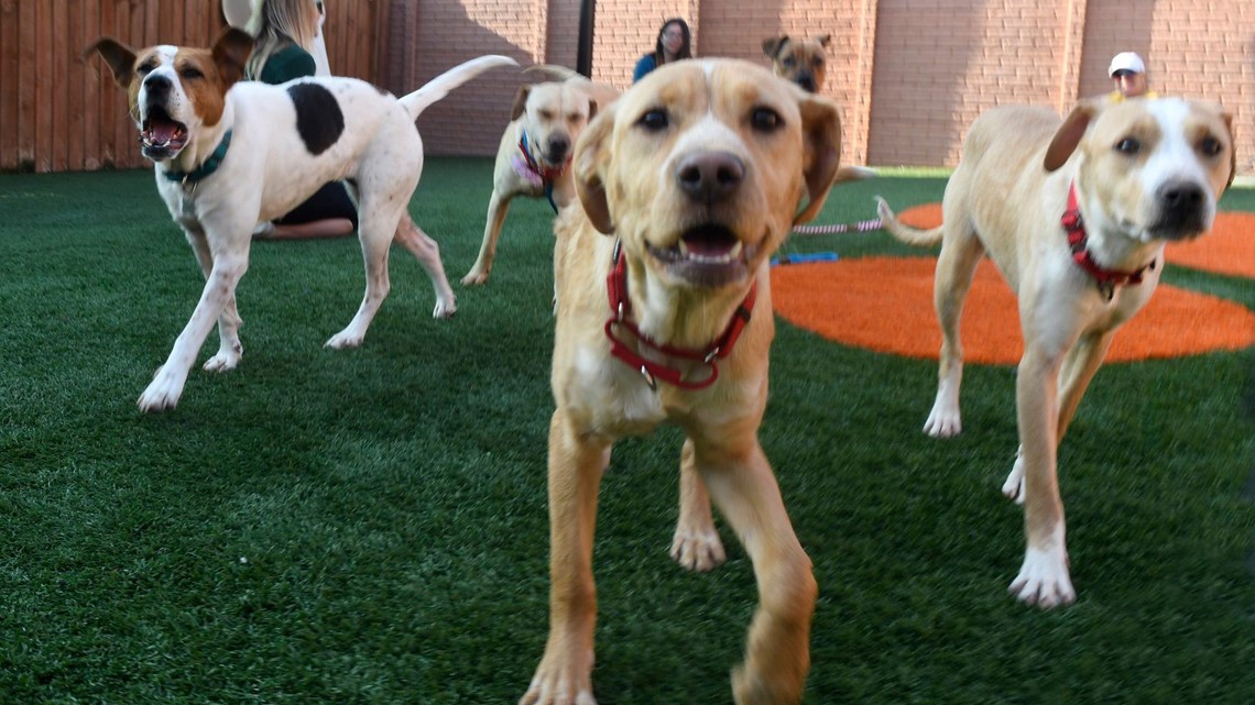 Stray Rescue of St. Louis wins grant from Freshpet | ksdk.com