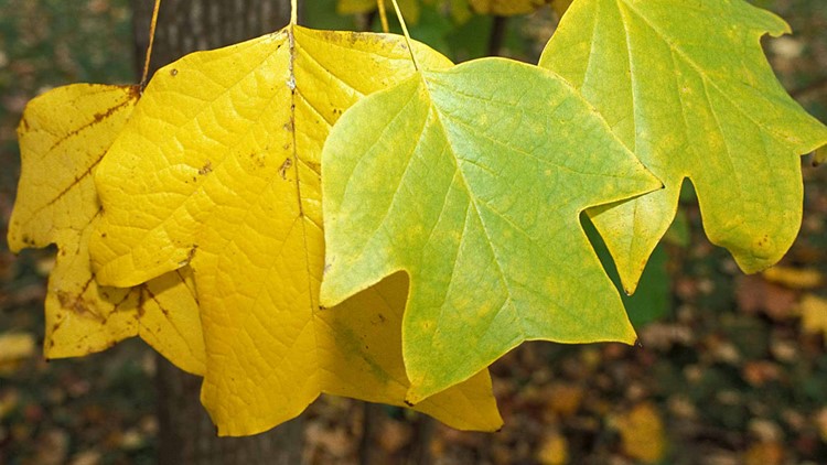 Fall colors in Missouri, Illinois: Trees with colorful leaves | ksdk.com