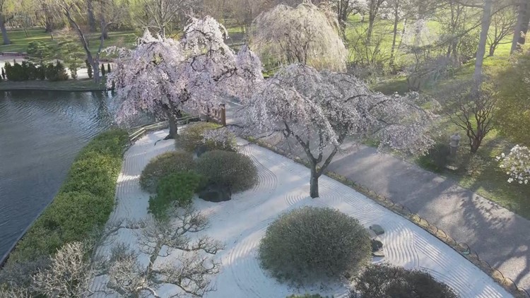 Cherry blossoms: When to visit Missouri Botanical Garden | ksdk.com