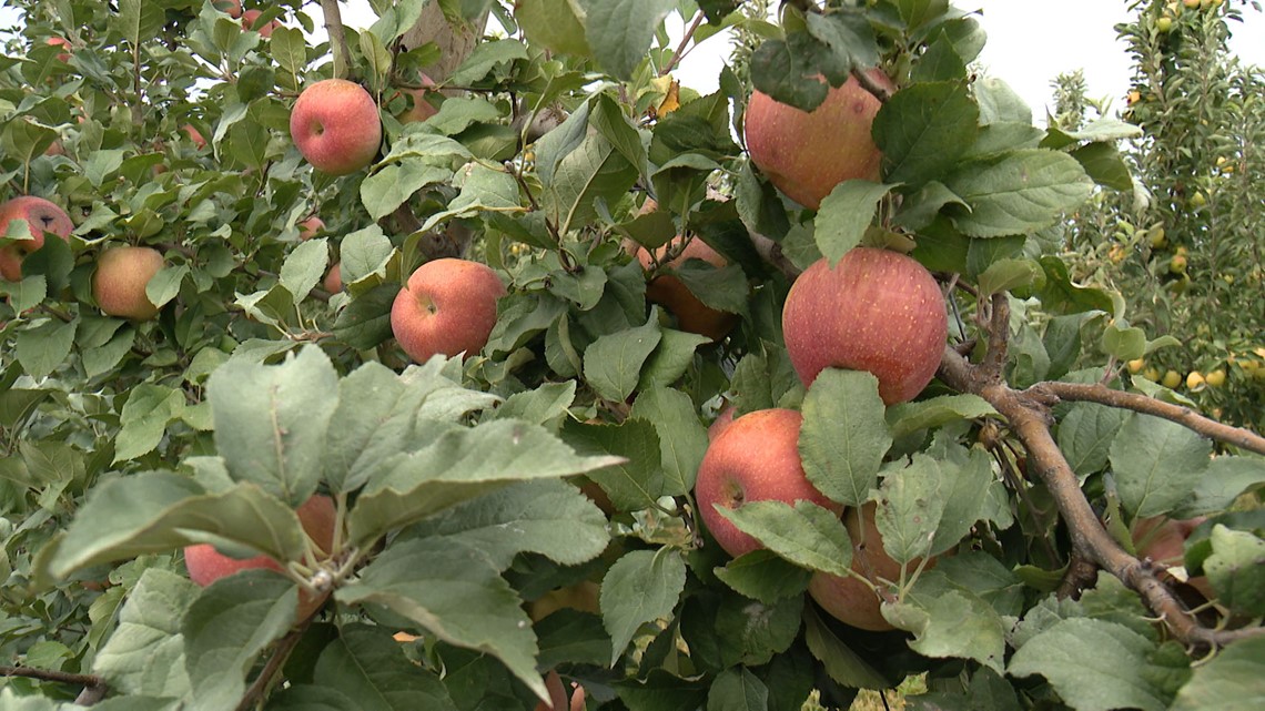 National Farmer's Day | EverCrisp apples at Eckert's this weekend ...