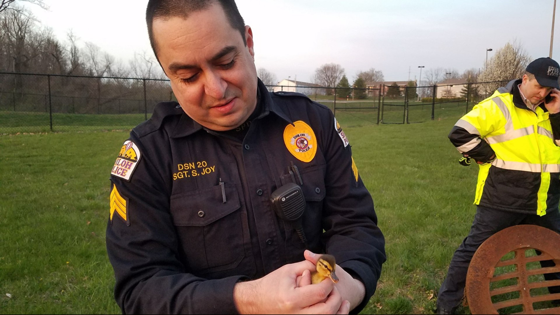 Shiloh firefighters rescue group of trapped ducklings | ksdk.com
