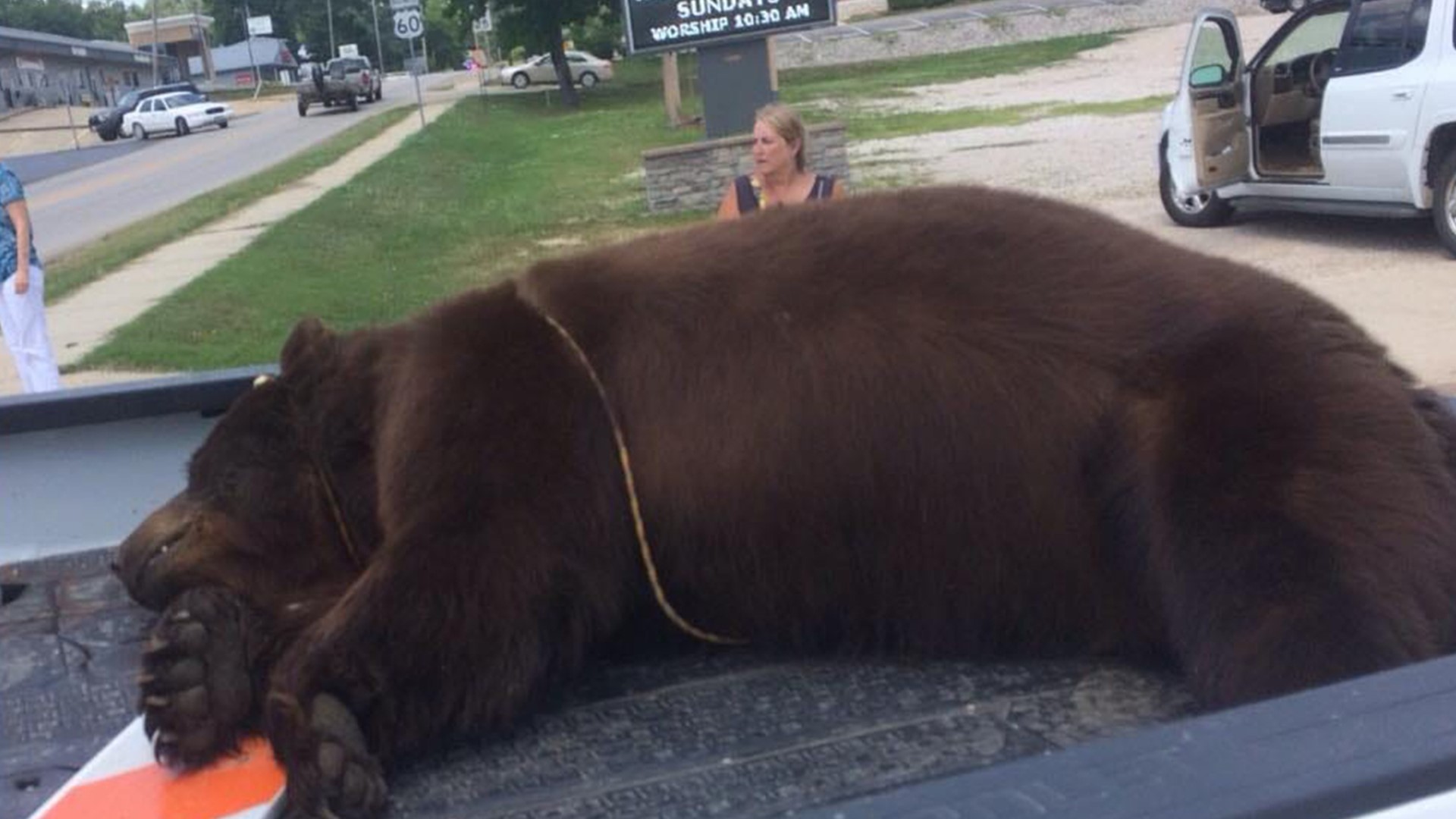 Black bear found dead in the Current River in Southern MO | ksdk.com