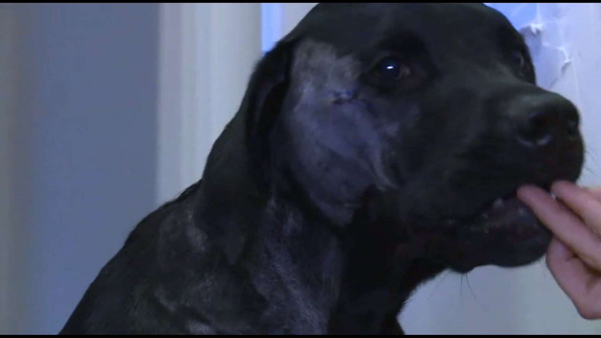 Dog shot in the face in Cahokia | ksdk.com