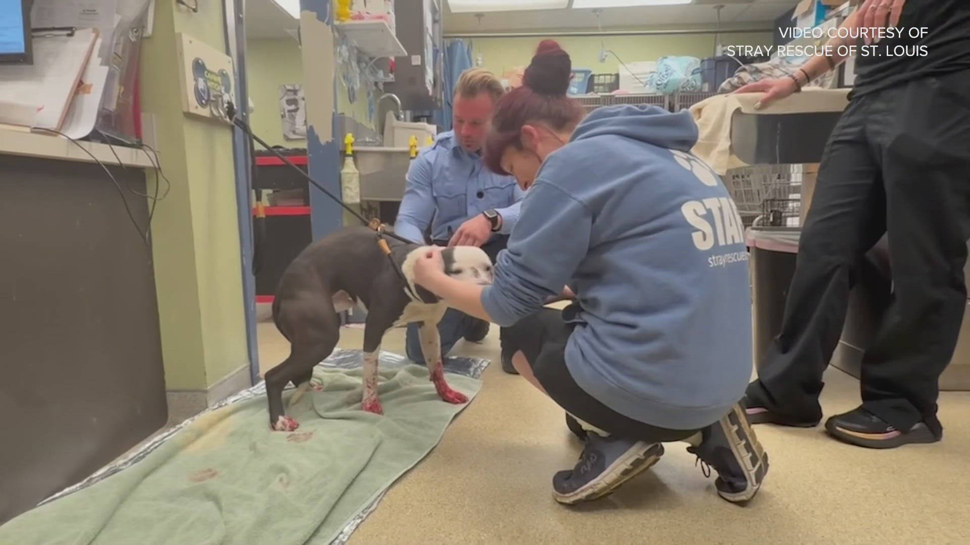 Dog shot on Christmas Eve recovering at Stray Rescue | ksdk.com