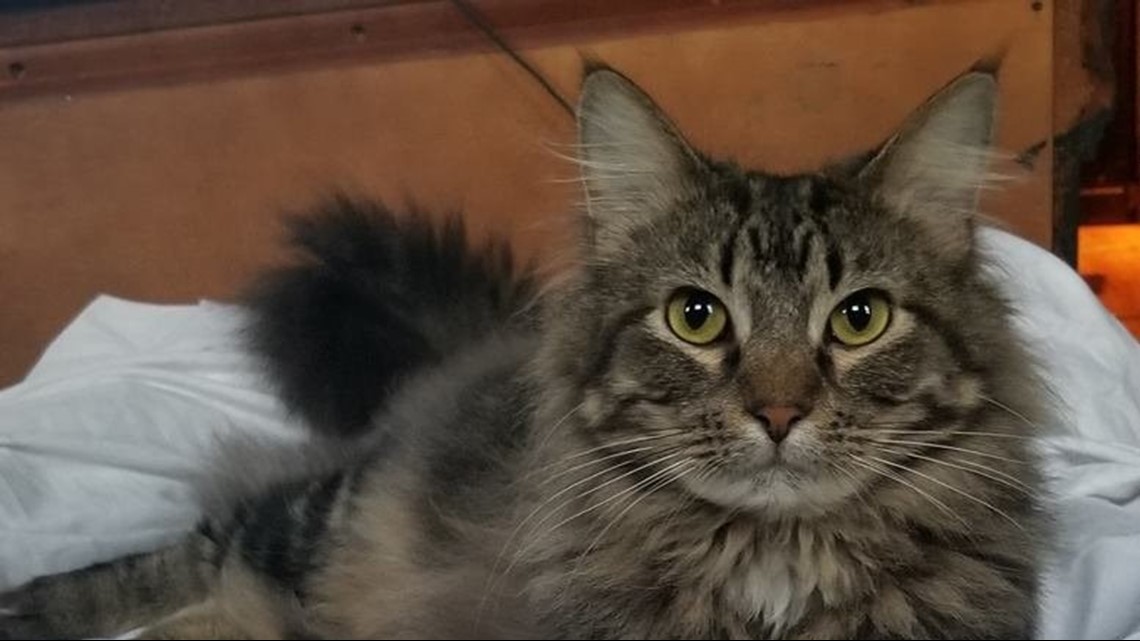 Nearly one year later, Rally Cat is living meow-jestically | ksdk.com