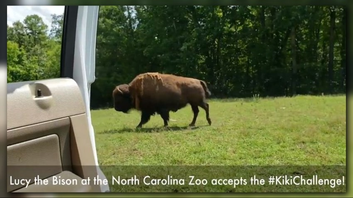 We’re All ‘In Our Feelings’ Over This NC Zoo’s Bison Named Lucy | ksdk.com