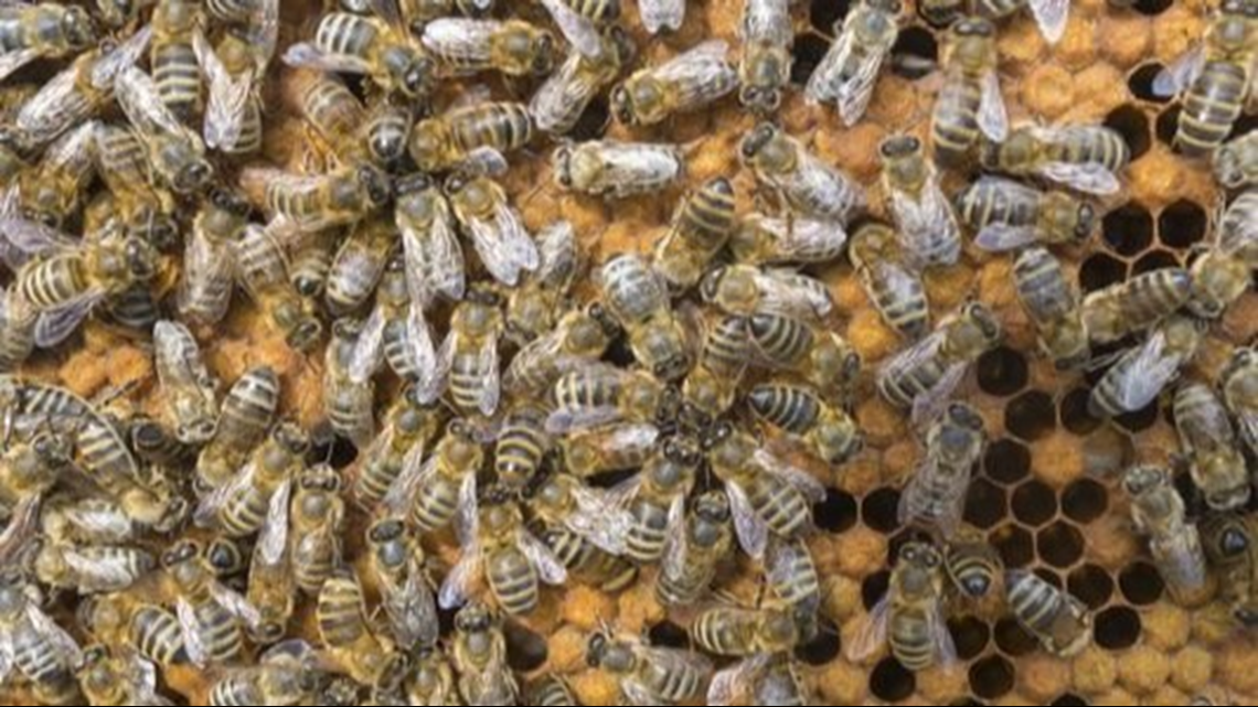 Why are there 30,000 bees on top of the Chase Park Plaza? | ksdk.com