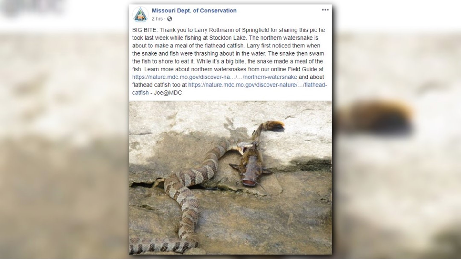 PHOTO: Snake snatches fish in Missouri lake | ksdk.com