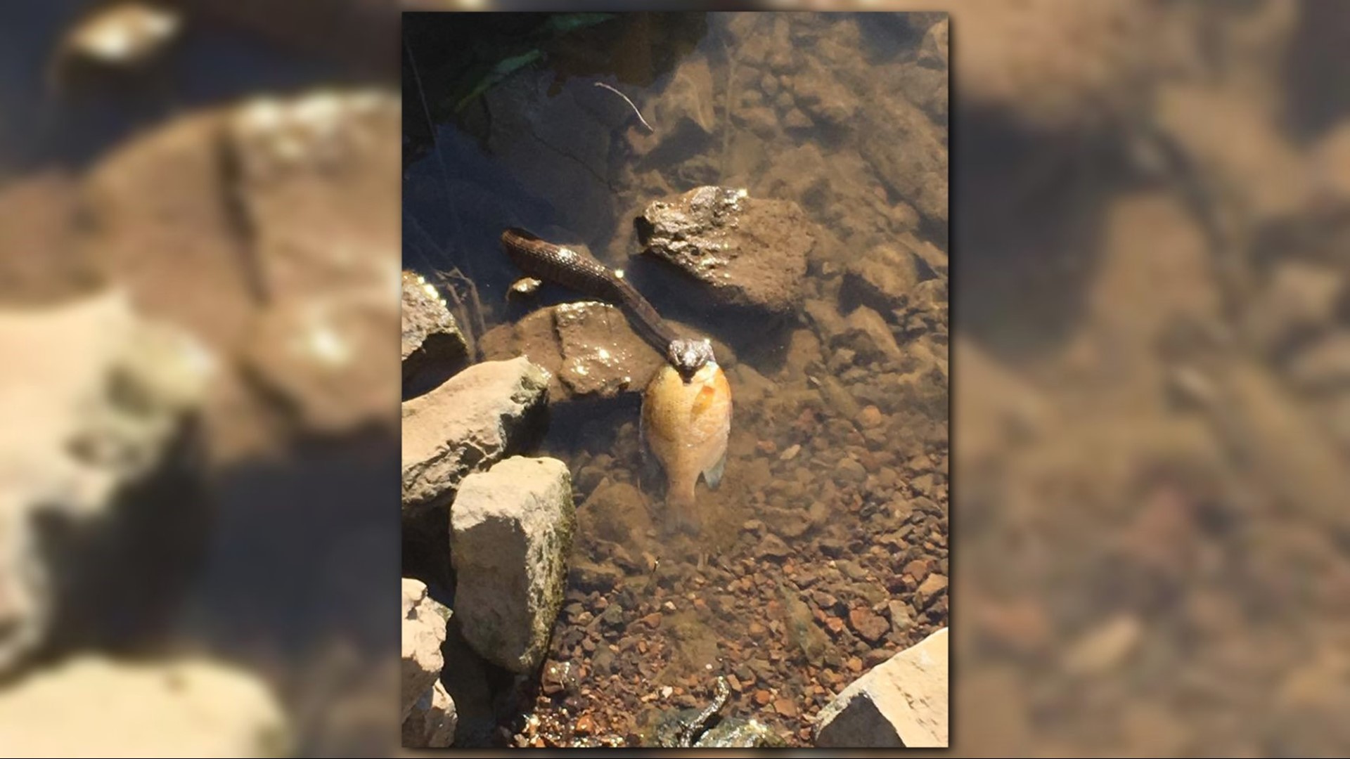 PHOTO: Snake snatches fish in Missouri lake | ksdk.com