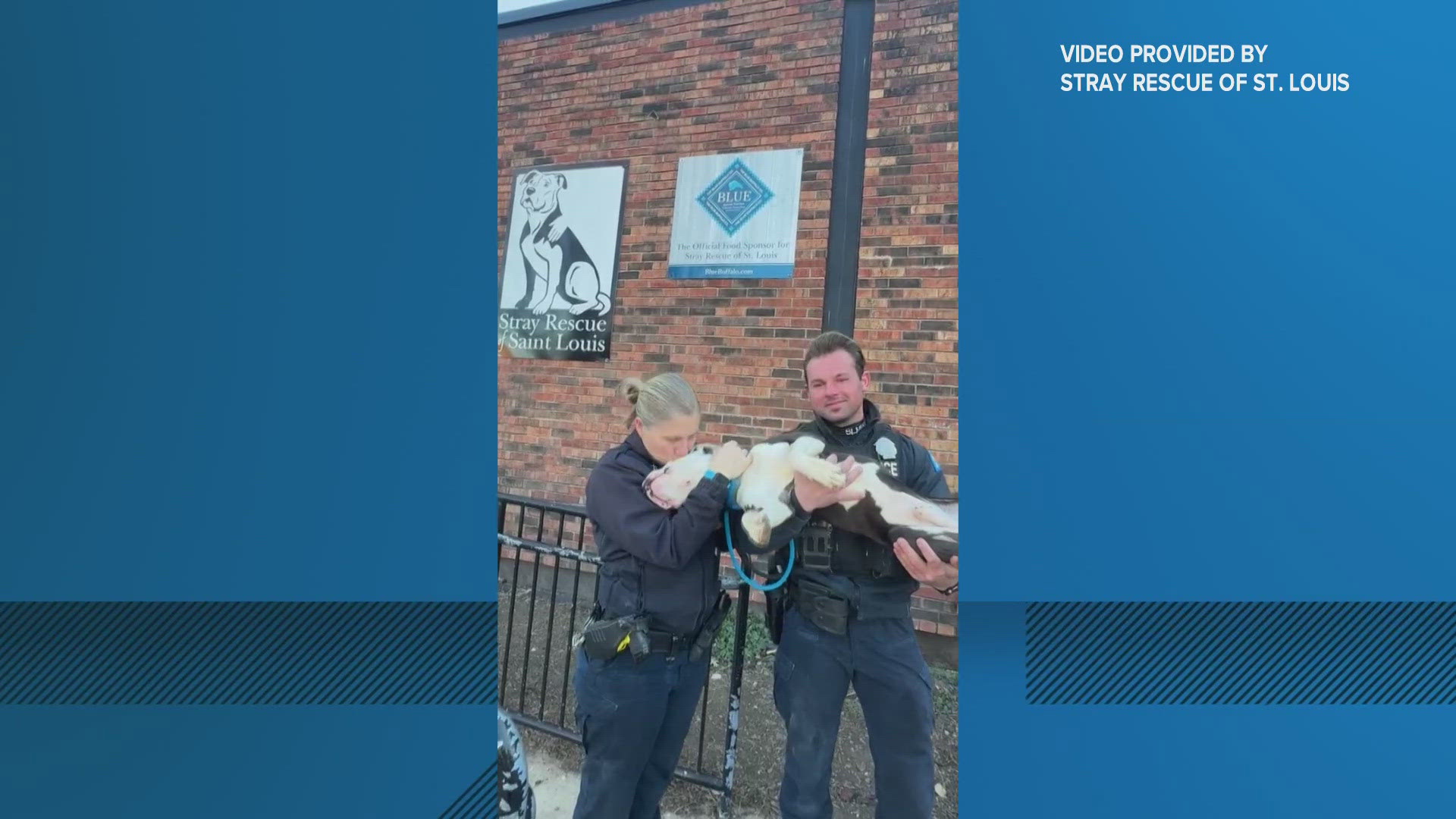 Dog shot on Christmas Eve reunited with police officers that helped ...