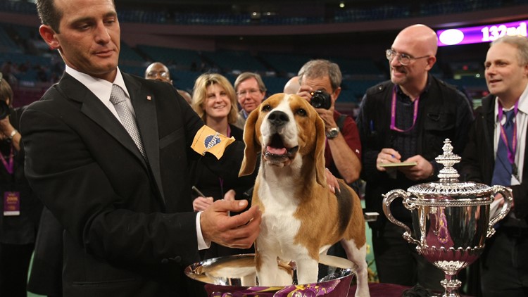 Popular beagle Uno, a Westminster champion, dies at 13 | ksdk.com