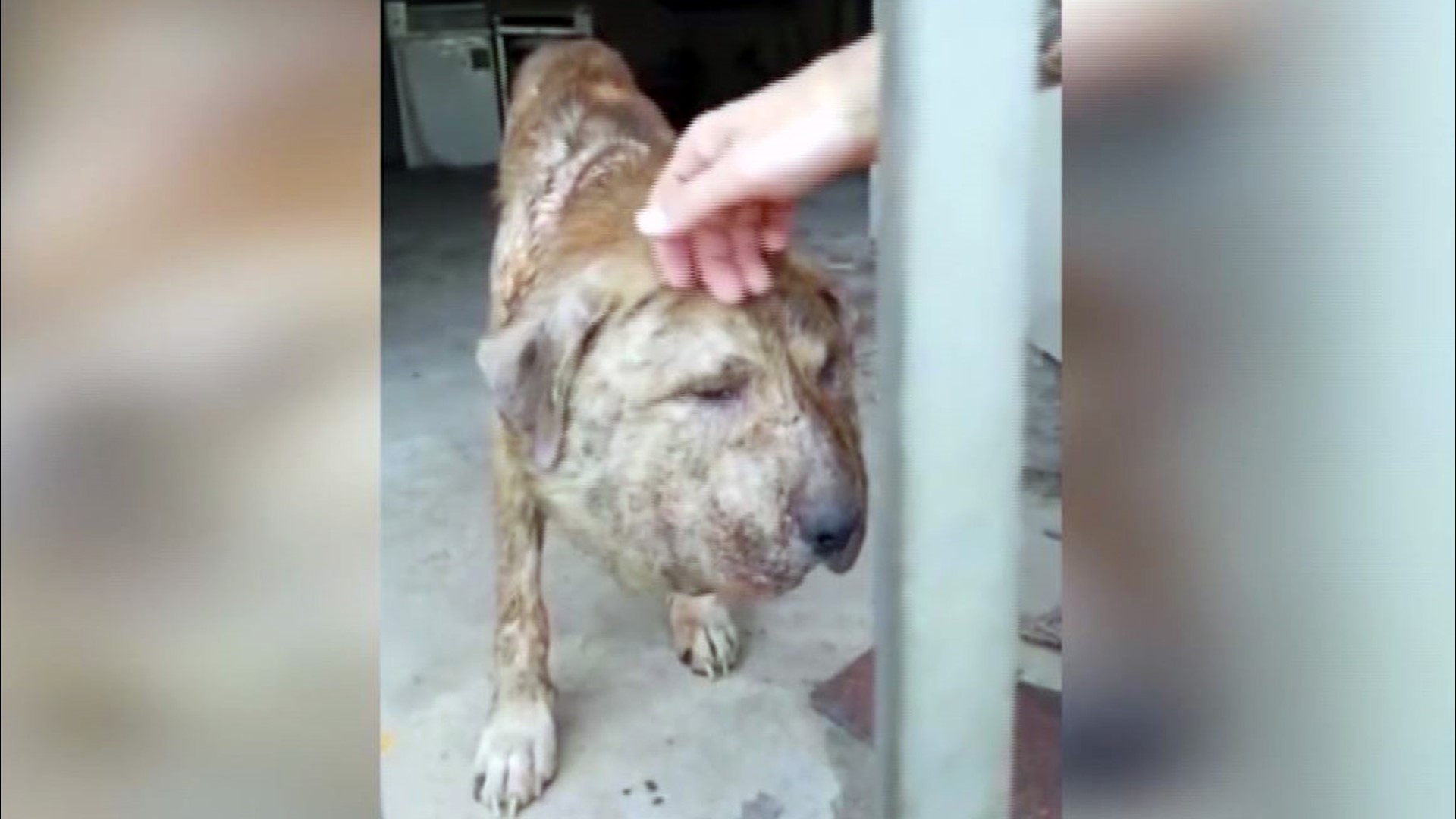 Dog with shoestring embedded in his neck loves being spoiled by new ...