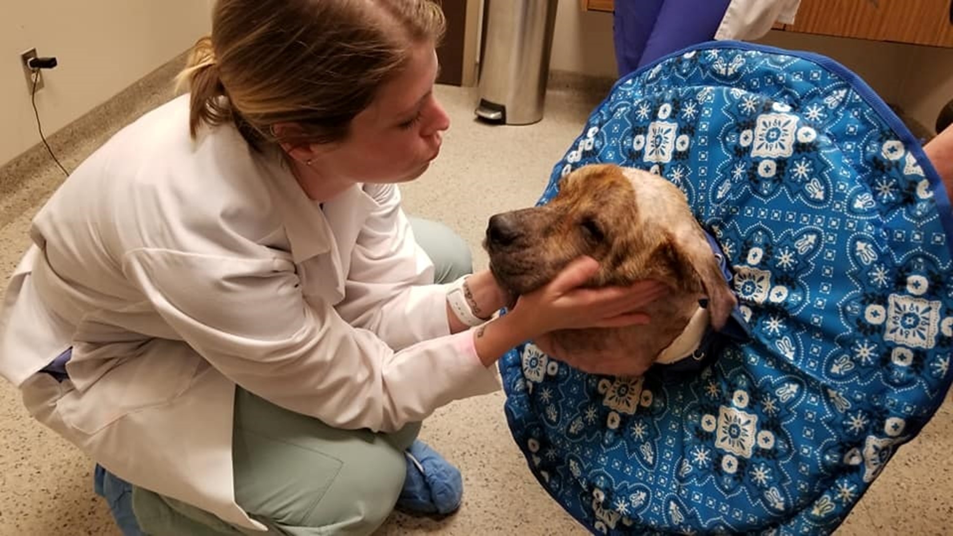 Dog with shoestring embedded in his neck loves being spoiled by new ...