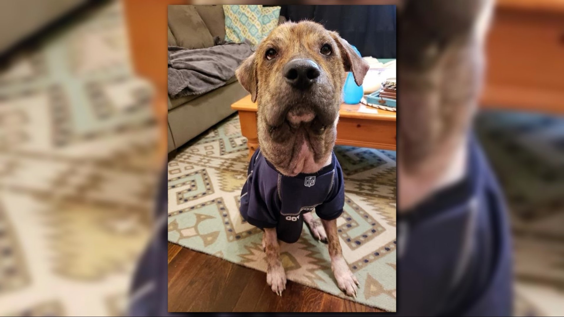 Dog with shoestring embedded in his neck loves being spoiled by new ...