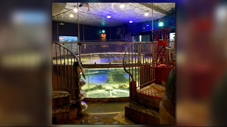 Stingray tank back at City Museum | ksdk.com