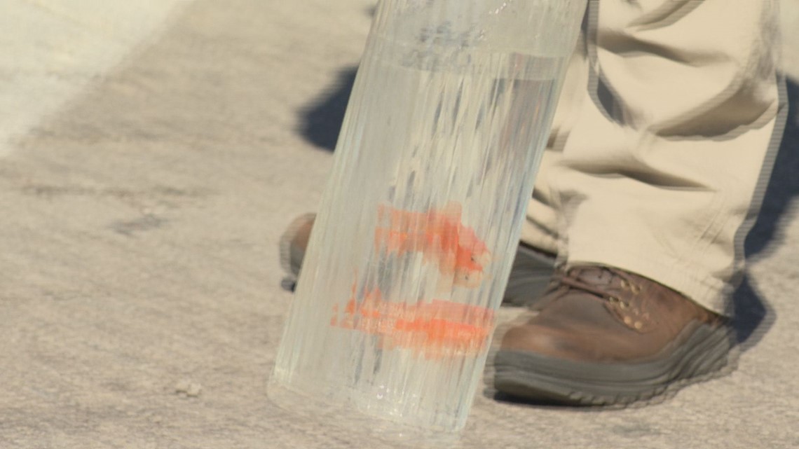 A Mardi Gras lover's guide to the Soulard parade | ksdk.com