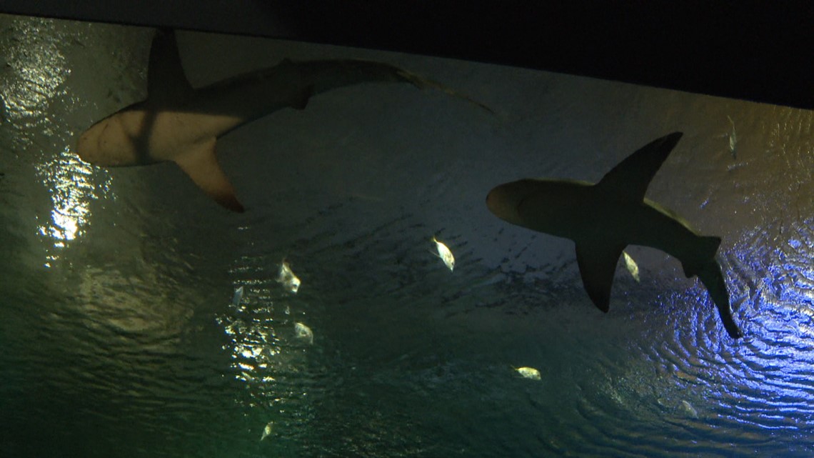 St. Louis Aquarium: A first look at Shark Canyon | ksdk.com