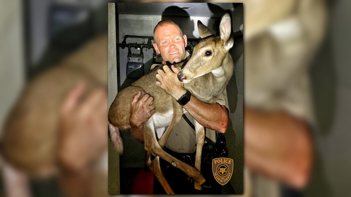 Police officer rescues deer from basement | ksdk.com
