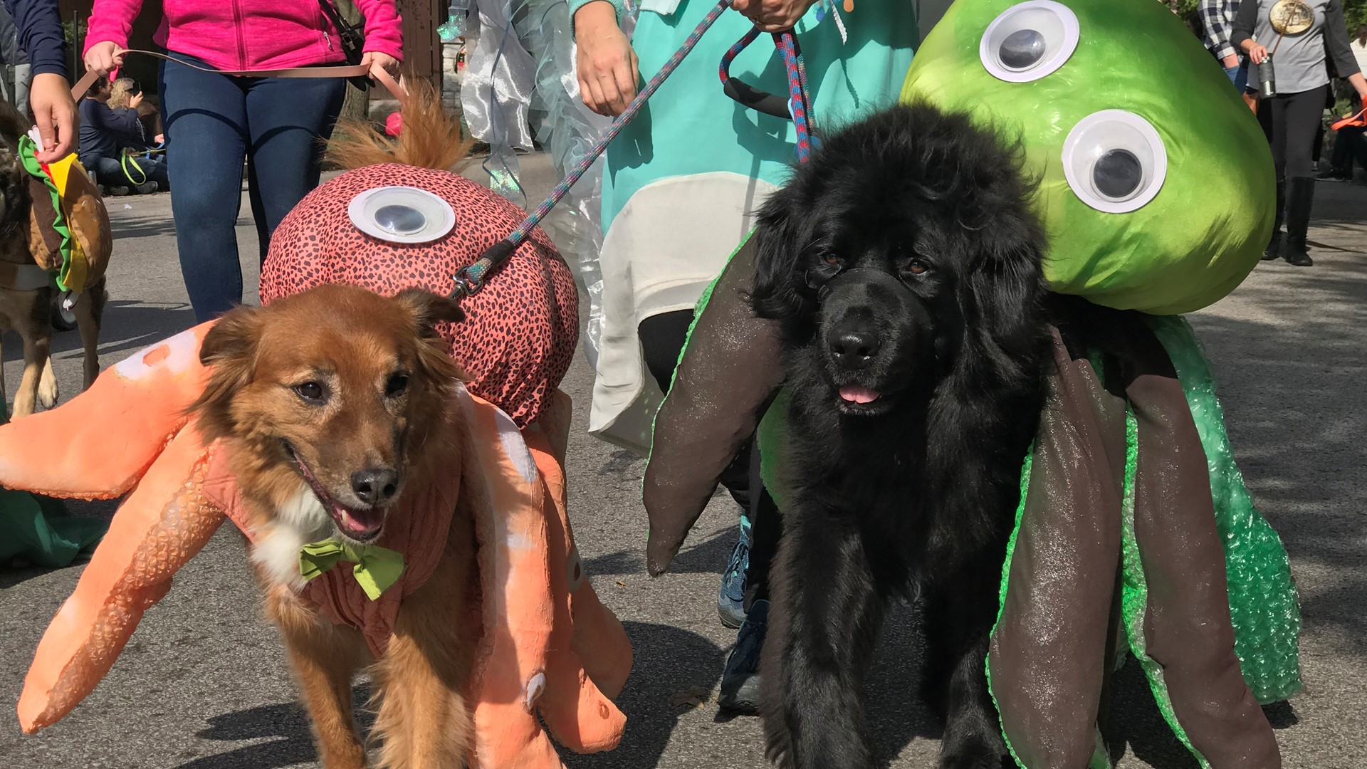 PHOTOS: Dog costume parade in the Central West End | ksdk.com