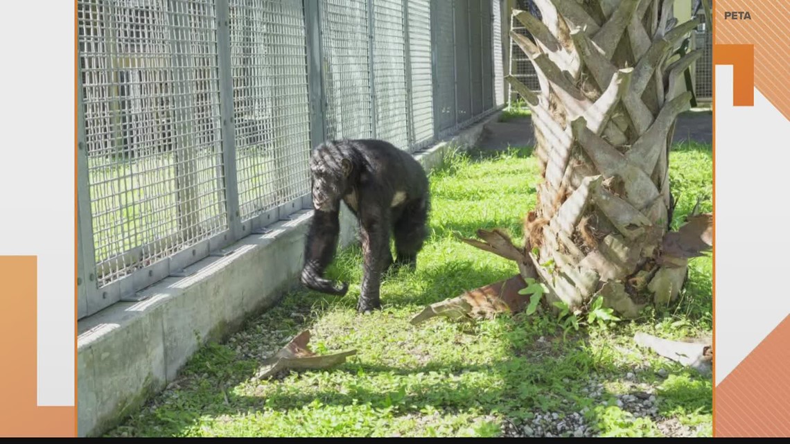 Tonka the Chimp rescued from Festus basement, taken to Florida | ksdk.com
