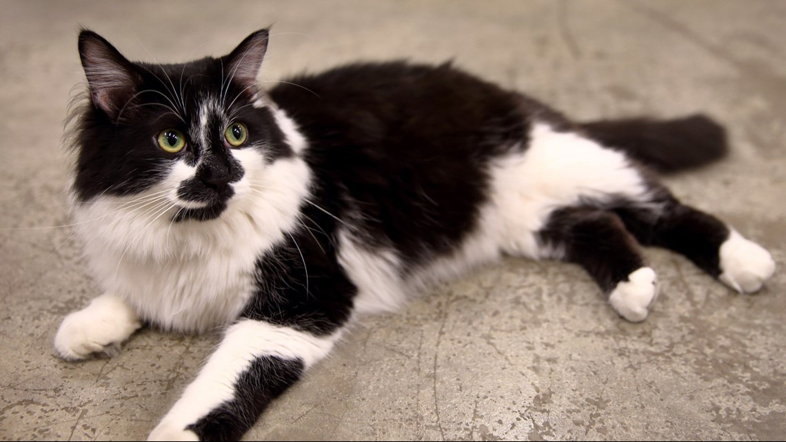 St. Louis cat 'D-O-G' wins 'Cat of the Year Award' | ksdk.com