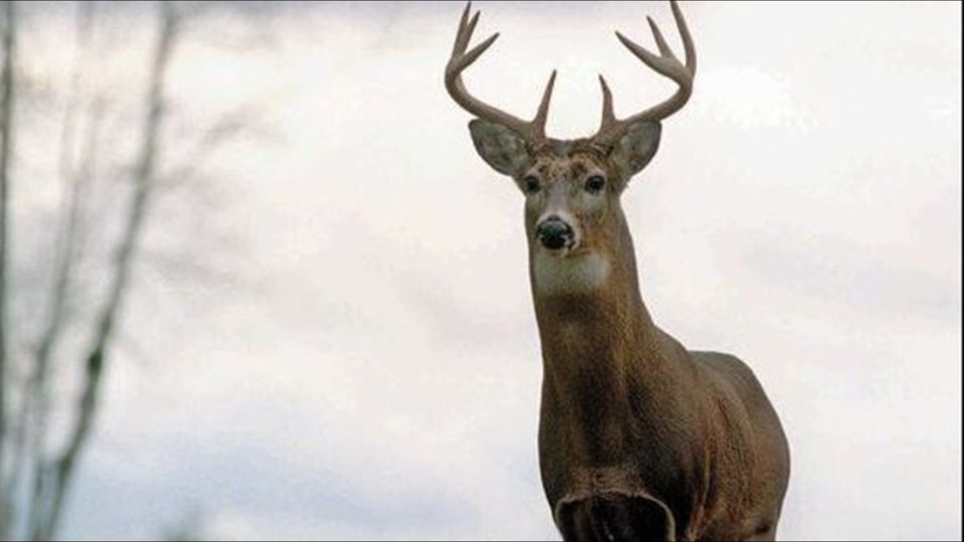 Missouri conservation announces one of the largest poaching cases in ...