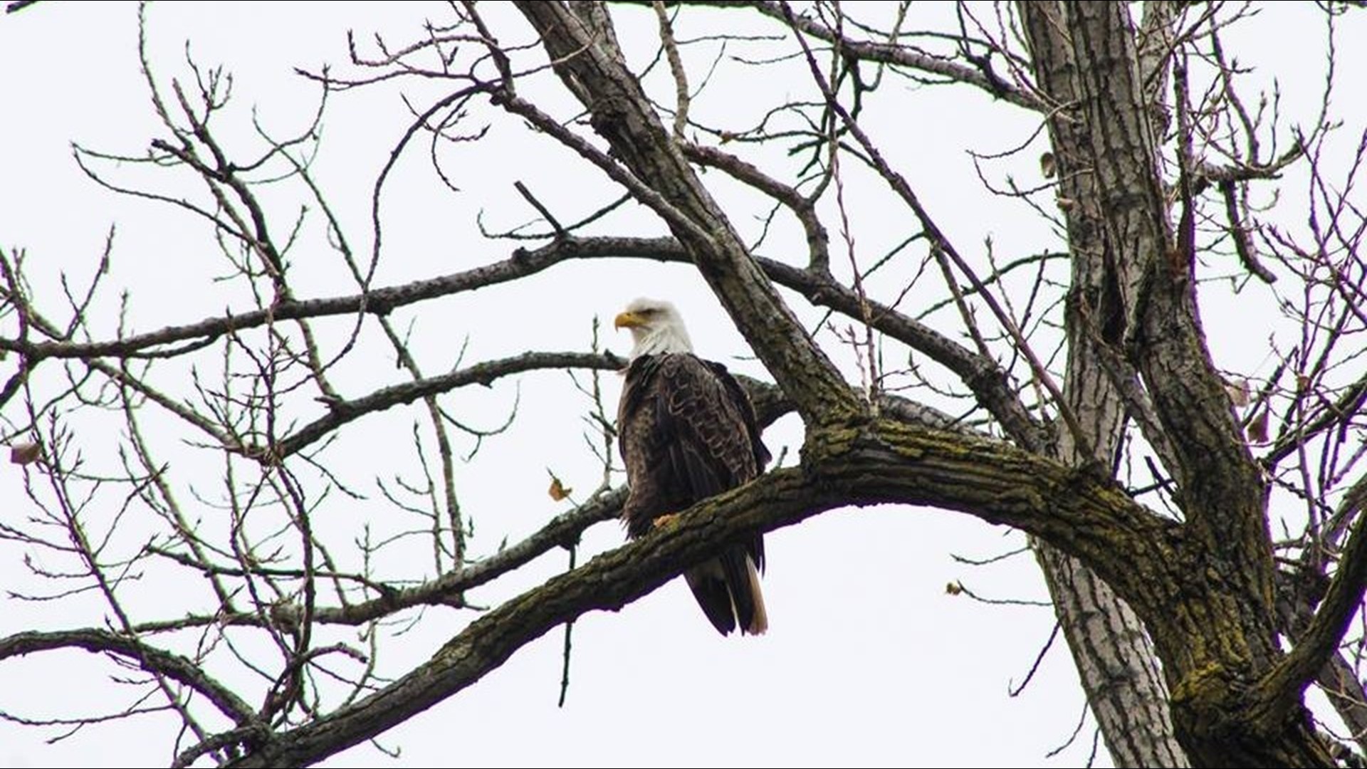 Have you seen it? Bald eagle spotted in Forest Park | ksdk.com