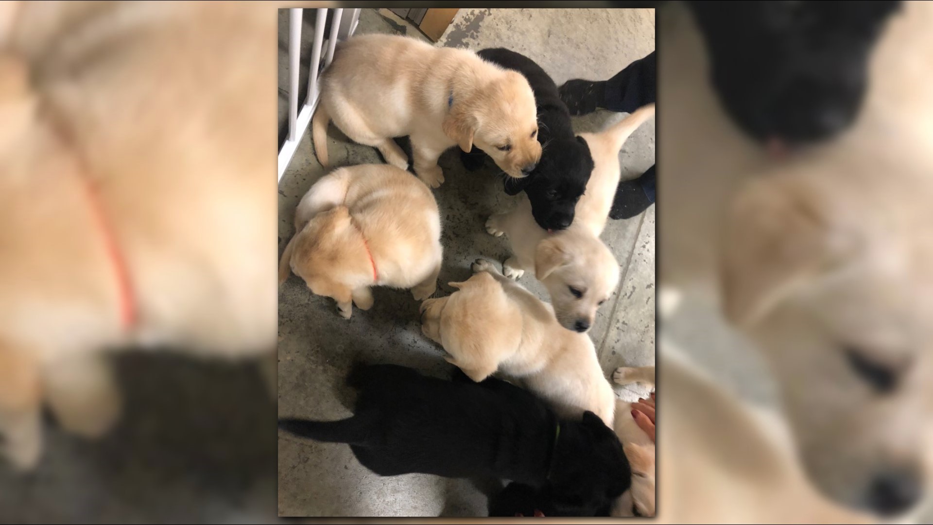 Meet the Blues puppy Barclay and his adorable siblings | ksdk.com