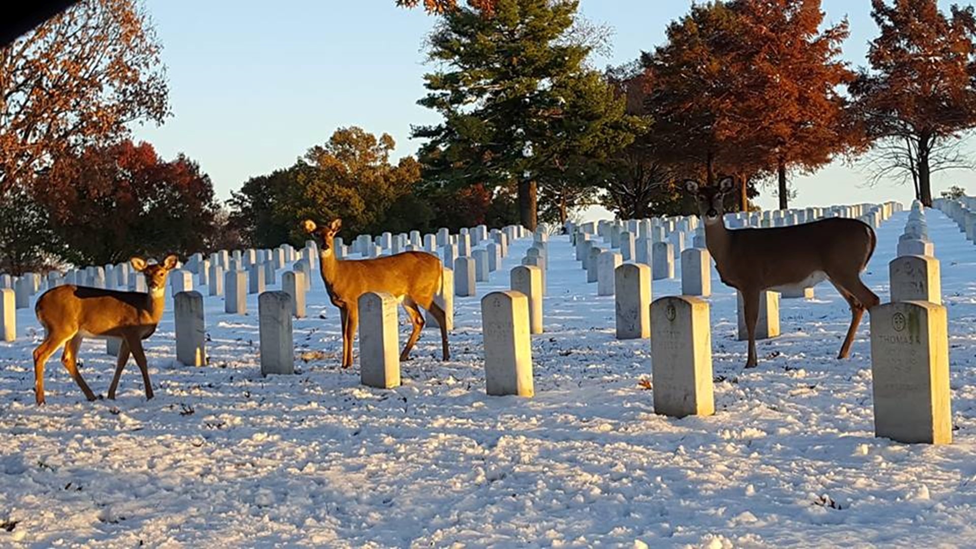Photos: St. Louis in the snow | ksdk.com