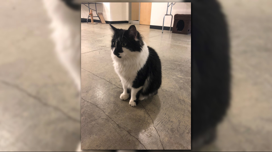 Cat named 'Dog' wins 'Cat of the Year' award | ksdk.com