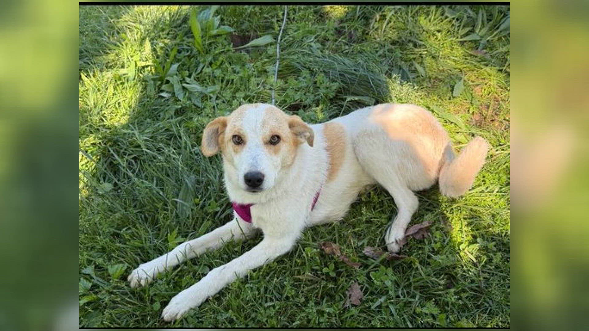 Pet for adoption: May 28, 2026 | ksdk.com