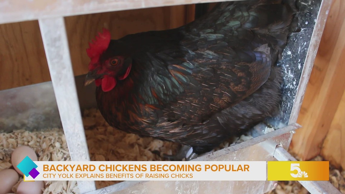 What you need to know to raise backyard chickens | ksdk.com