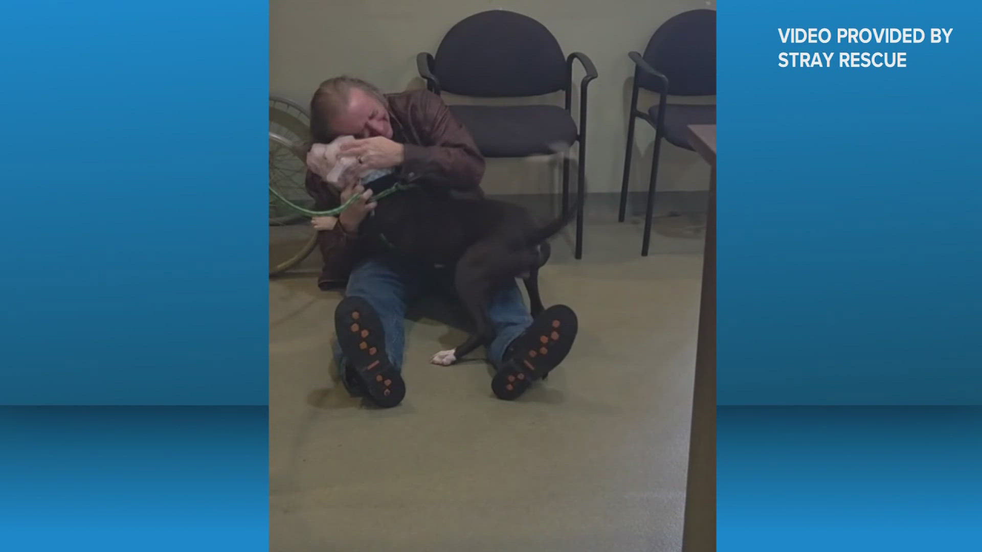 Happy ending for dog shot on Christmas Eve in St. Louis | ksdk.com