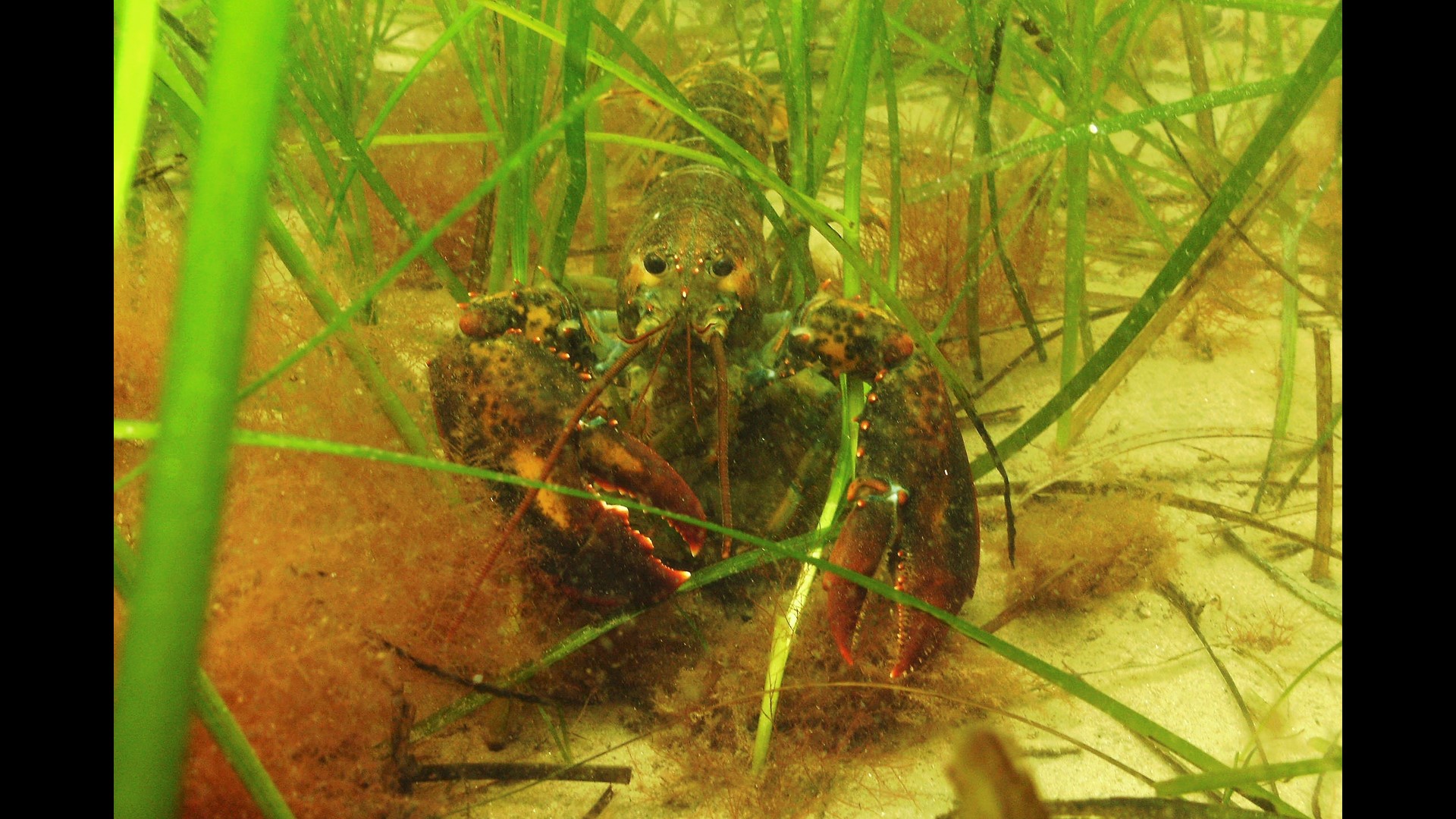 Scientists are struggling to save seagrass from coastal pollution ...