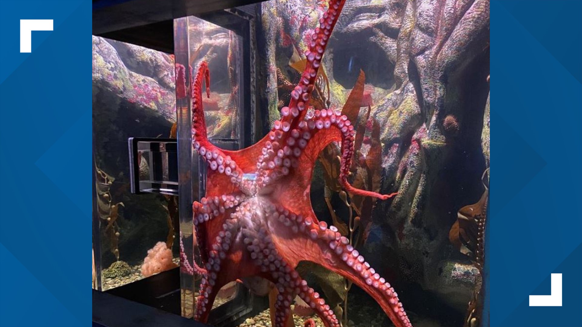 St. Louis aquarium octopus dies | ksdk.com