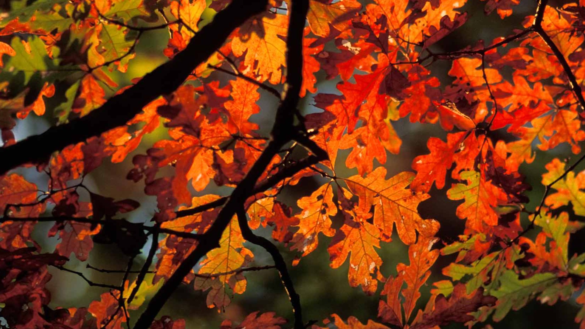 Fall colors in Missouri, Illinois: Trees with colorful leaves | ksdk.com