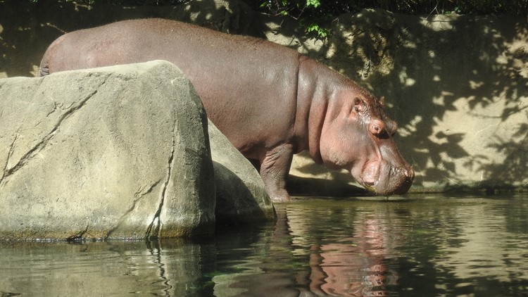 National Hippo Day: What to know about these 'river horses' | ksdk.com