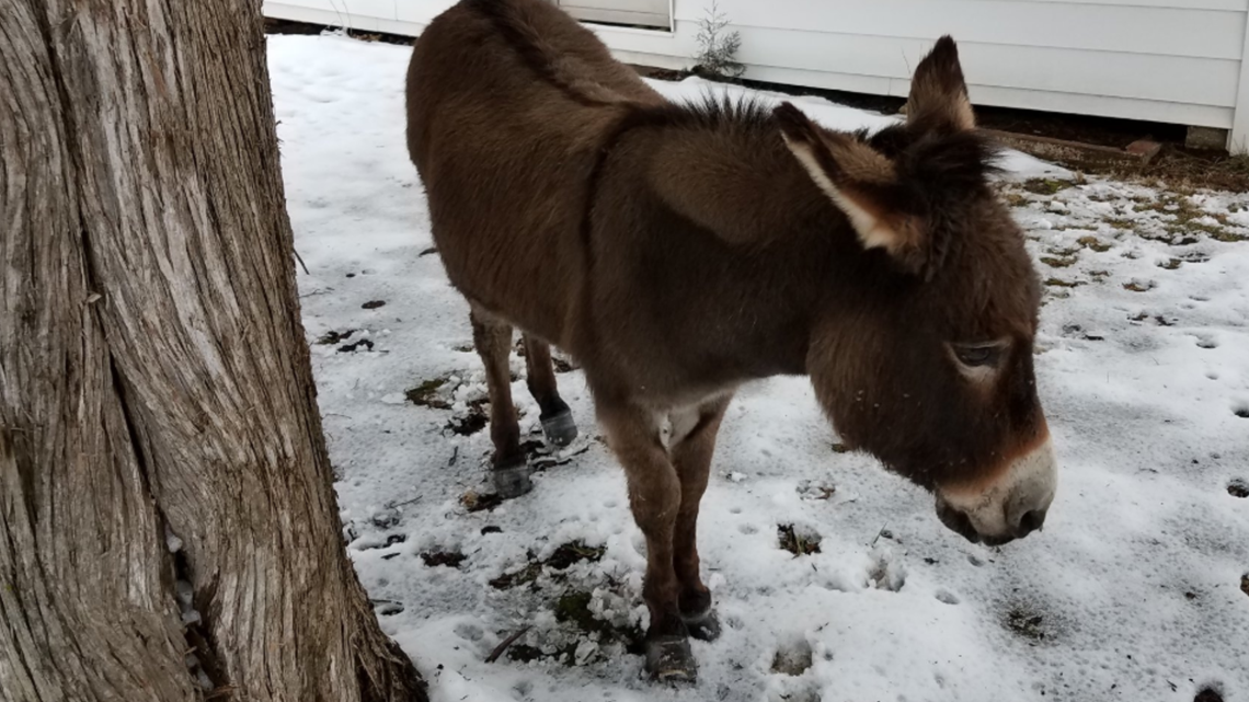 Lost donkey reunited with its owner | ksdk.com