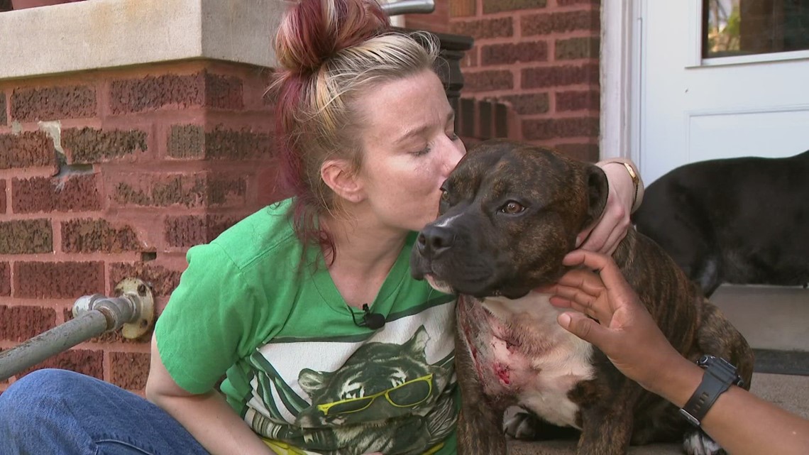 'We are all so lucky to still be here': St. Louis musician's dog shot ...