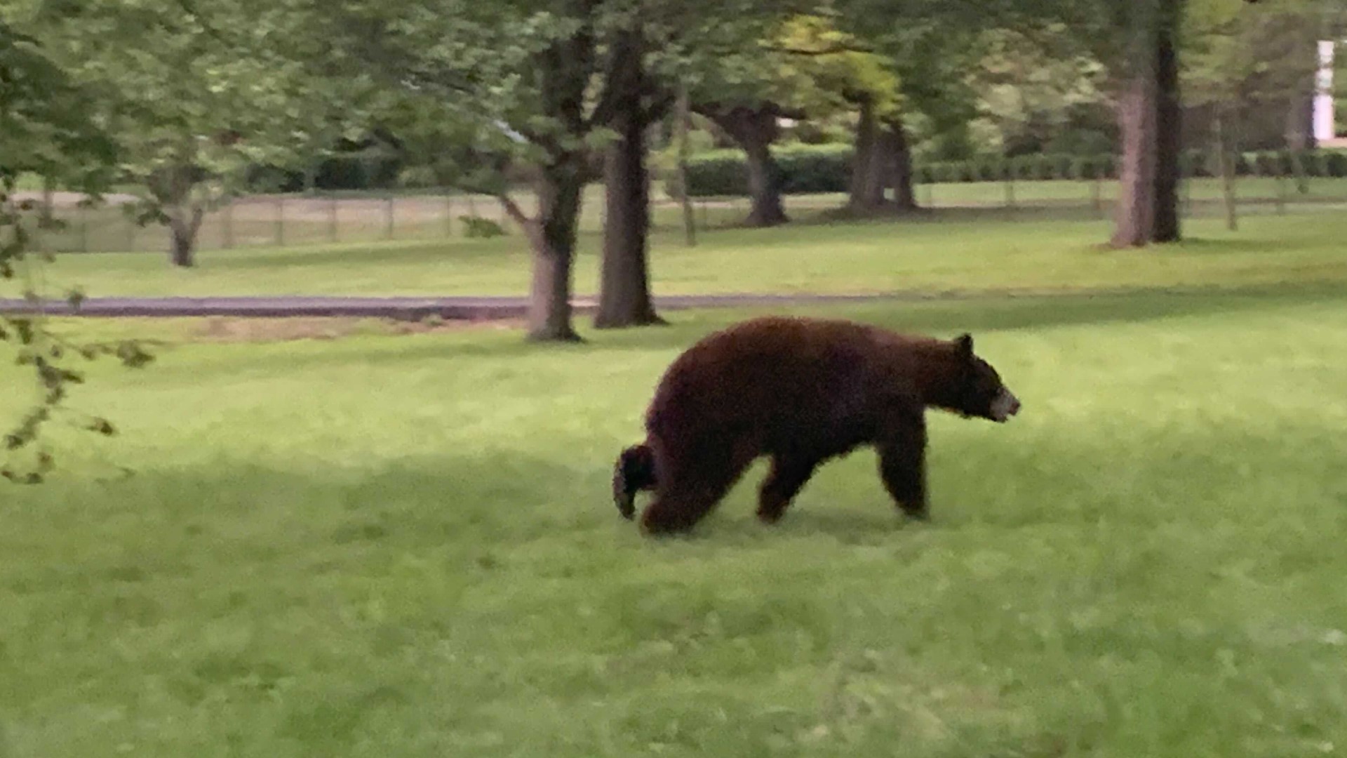 Bear sightings in St. Louis area | ksdk.com