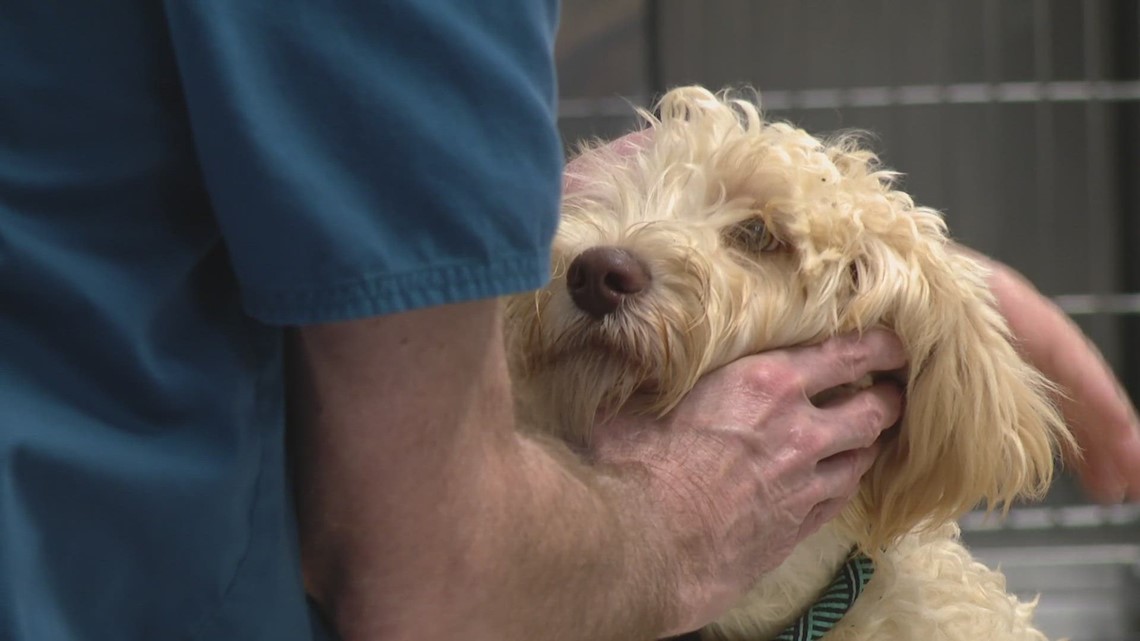 Dozens of dogs saved this week through Humane Society of Missouri ...