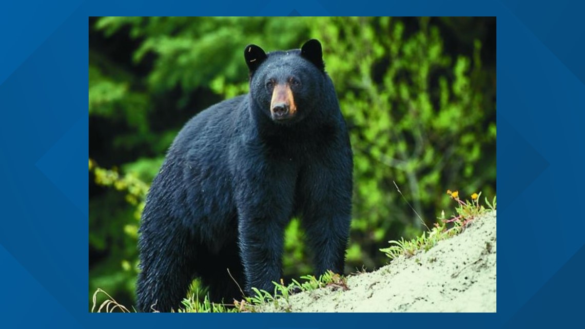 First black bear hunting season to kick off this fall in Missouri ...