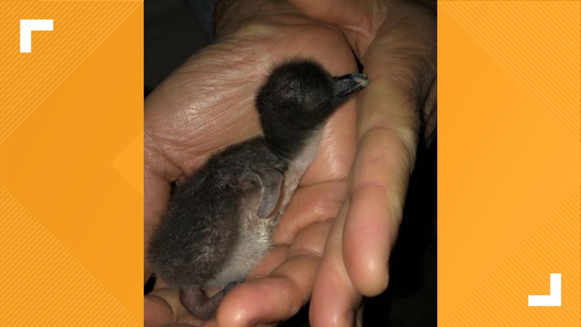 Baby penguin born at Saint Louis Zoo | ksdk.com