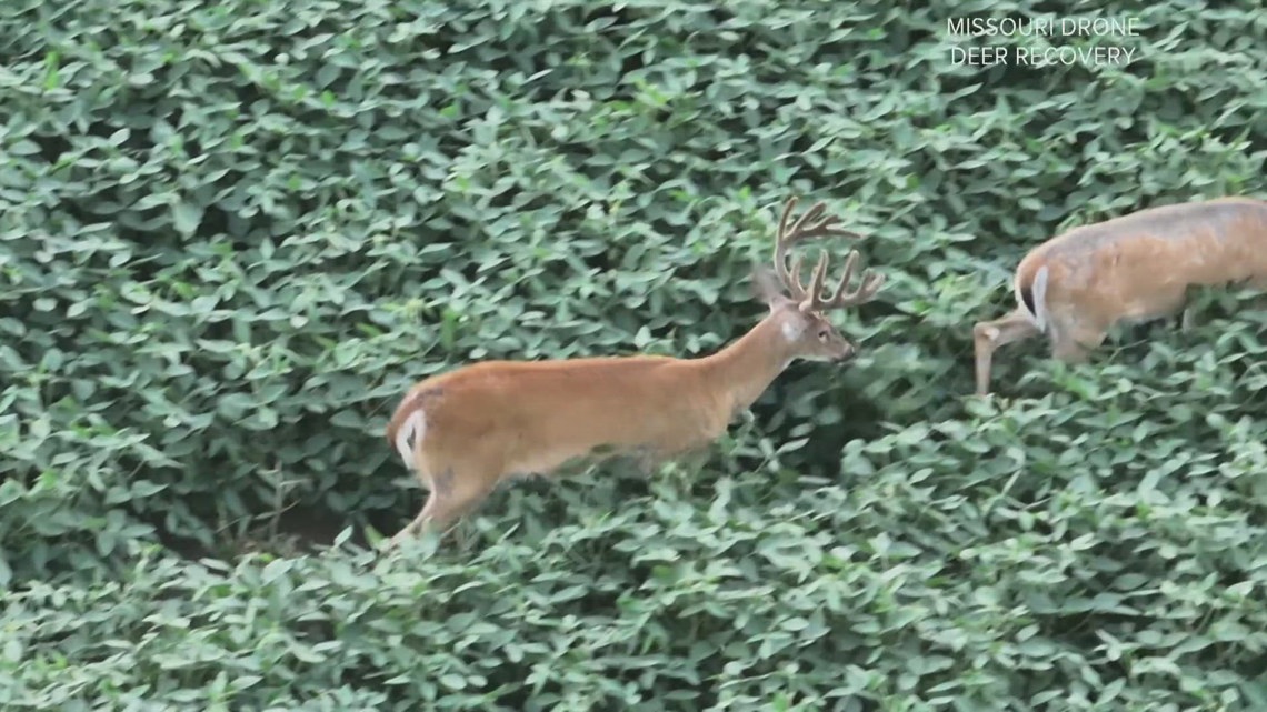 There are 72 deer per square mile in this Missouri town. Culling them ...