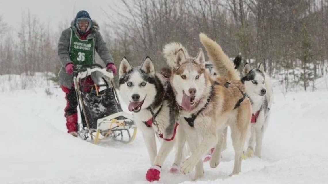 Fenton man leads one of the few dog sled teams in Missouri | ksdk.com
