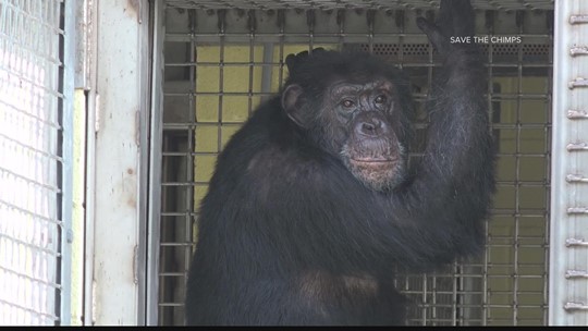 'Chimp Crazy' true story: How Tonia Haddix hid Tonka in Missouri | ksdk.com
