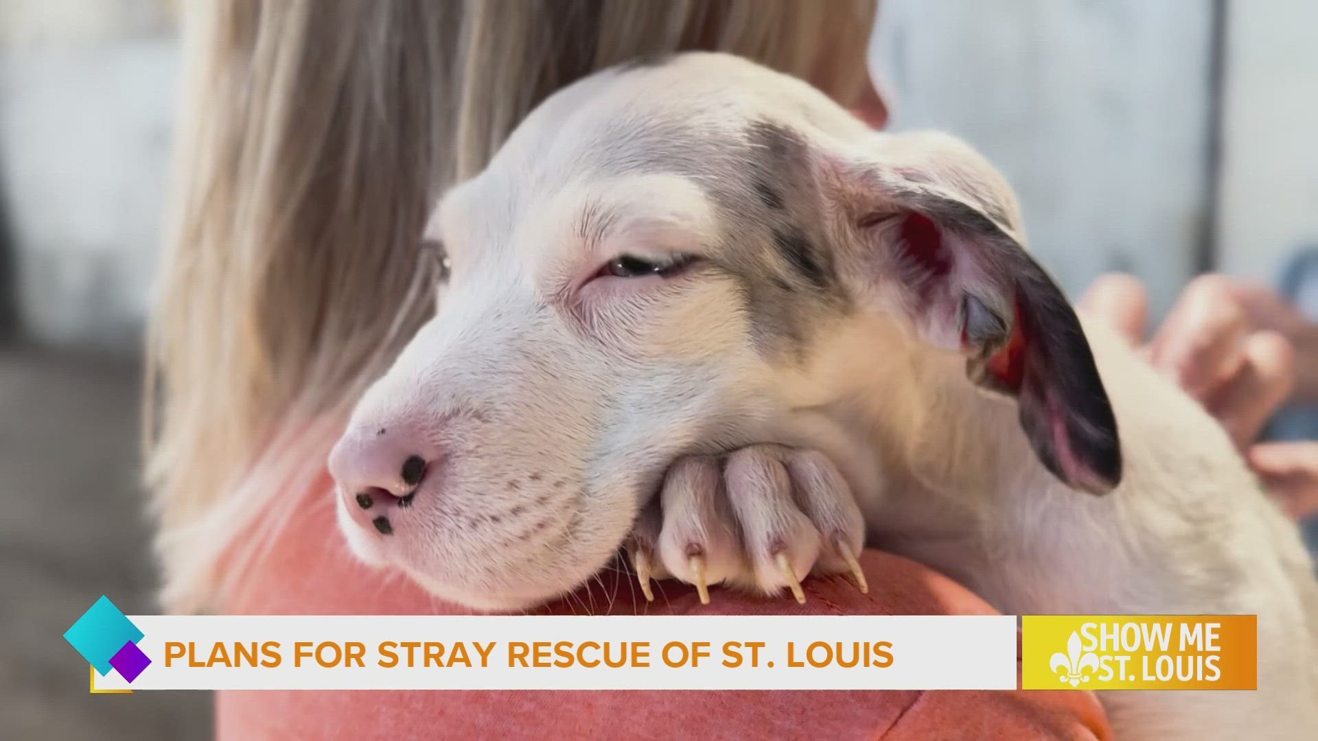 Stray Rescue of St. Louis is leaning on the community for multi-million ...