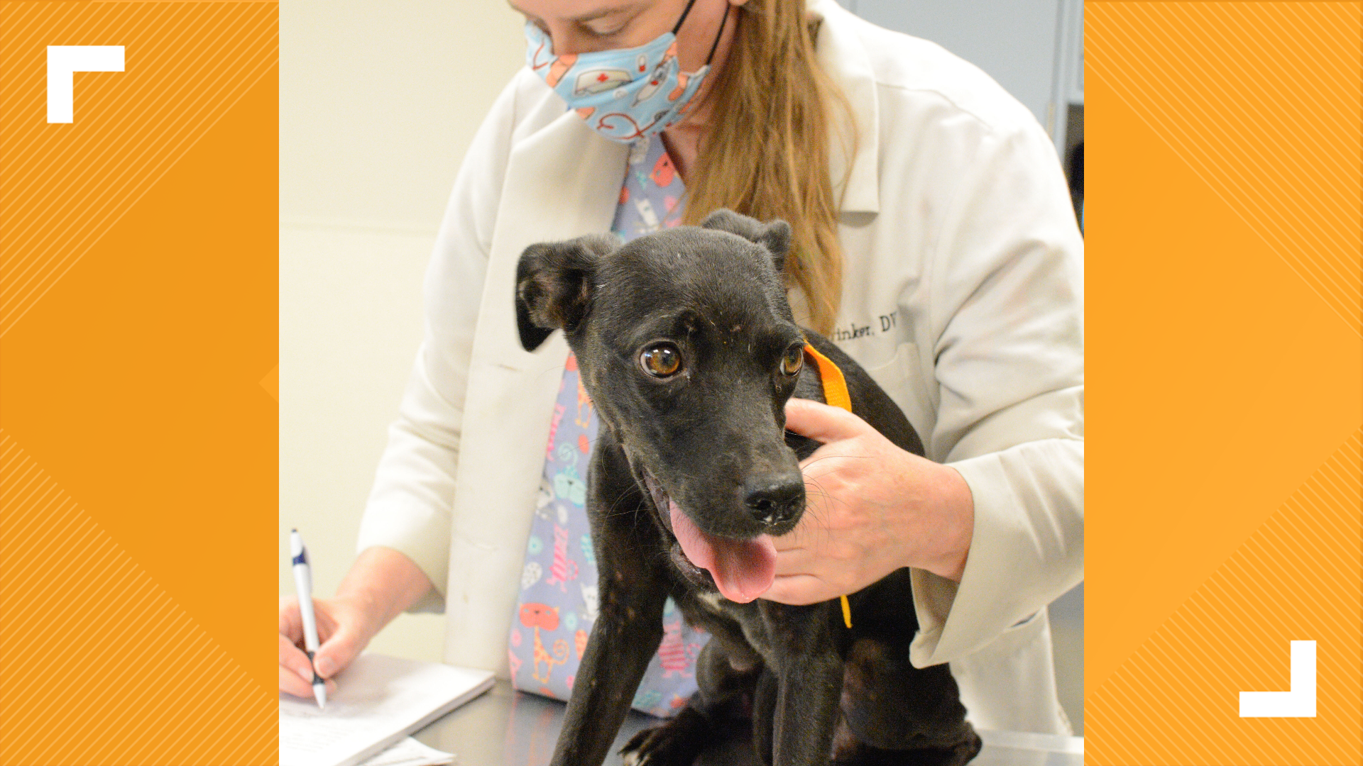 Humane Society of Missouri rescues dogs, puppies | ksdk.com