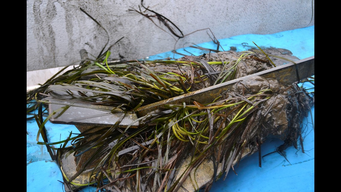 Scientists are struggling to save seagrass from coastal pollution ...